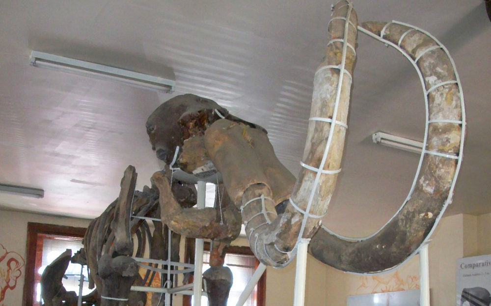 Conoce el esqueleto de un mamut en el Museo de Paleontología ...
