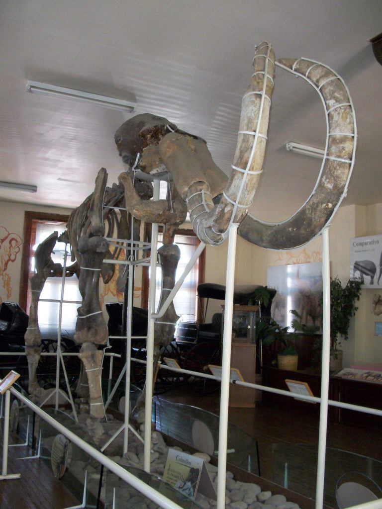Conoce el esqueleto de un mamut en el Museo de Paleontología ...