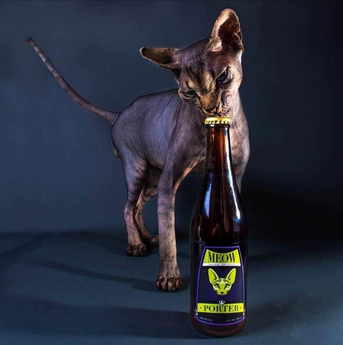 El Catfecito: café y pasión por los gatos - Escapadas por México ...