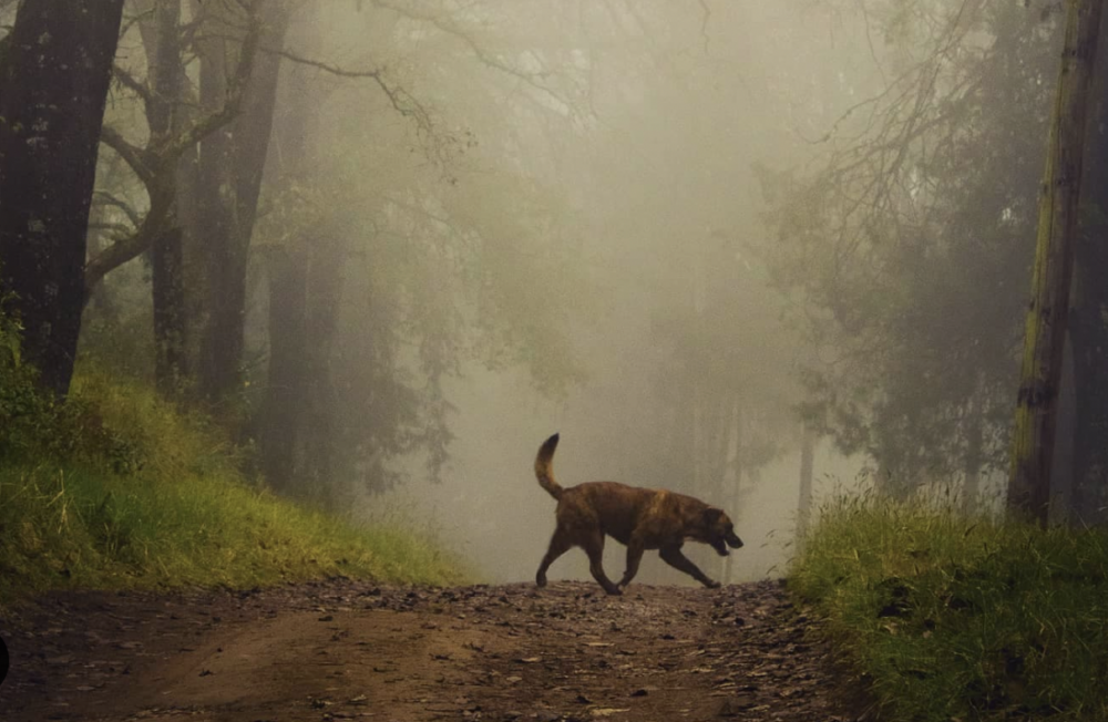 Conoce el corazón de Acaxochitlán, el pueblo que resguarda el sendero ...