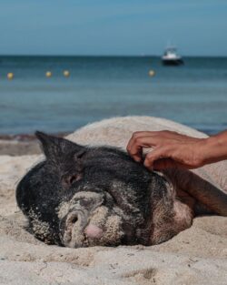 Pig Beach Progreso, la villa de cerditos playeros - Escapadas por ...