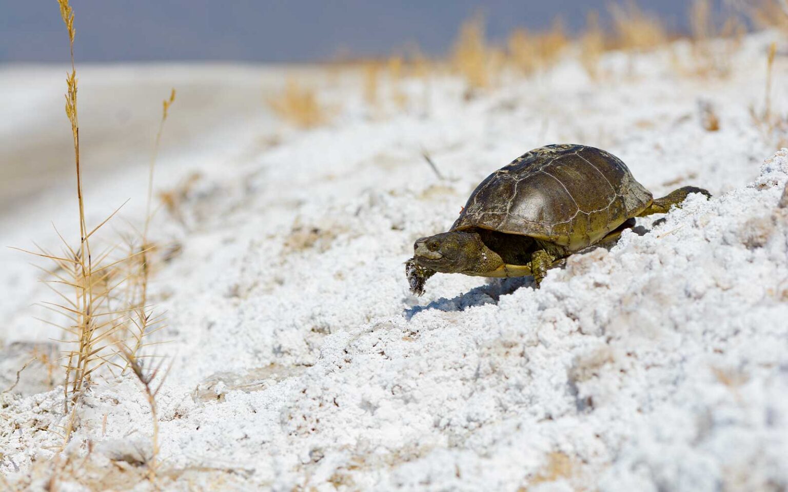Guía completa para visitar Cuatro Ciénegas, el oasis mágico de Coahuila ...