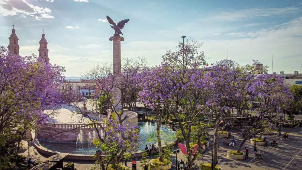 Jacarandas en México, 7 destinos para disfrutarlas en primavera ...