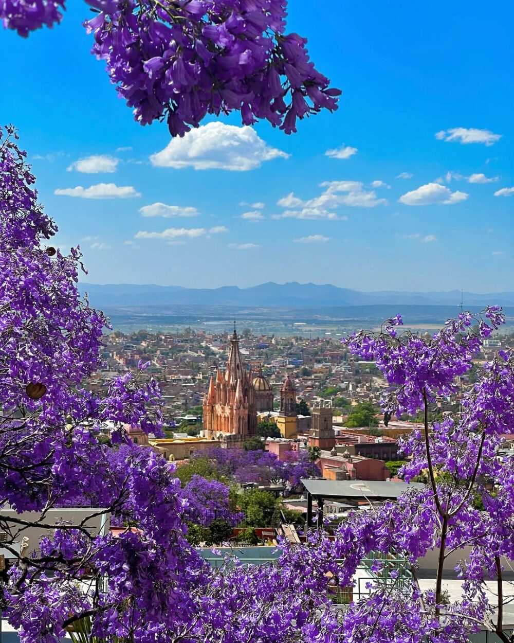Jacarandas en México, 7 destinos para disfrutarlas en primavera ...