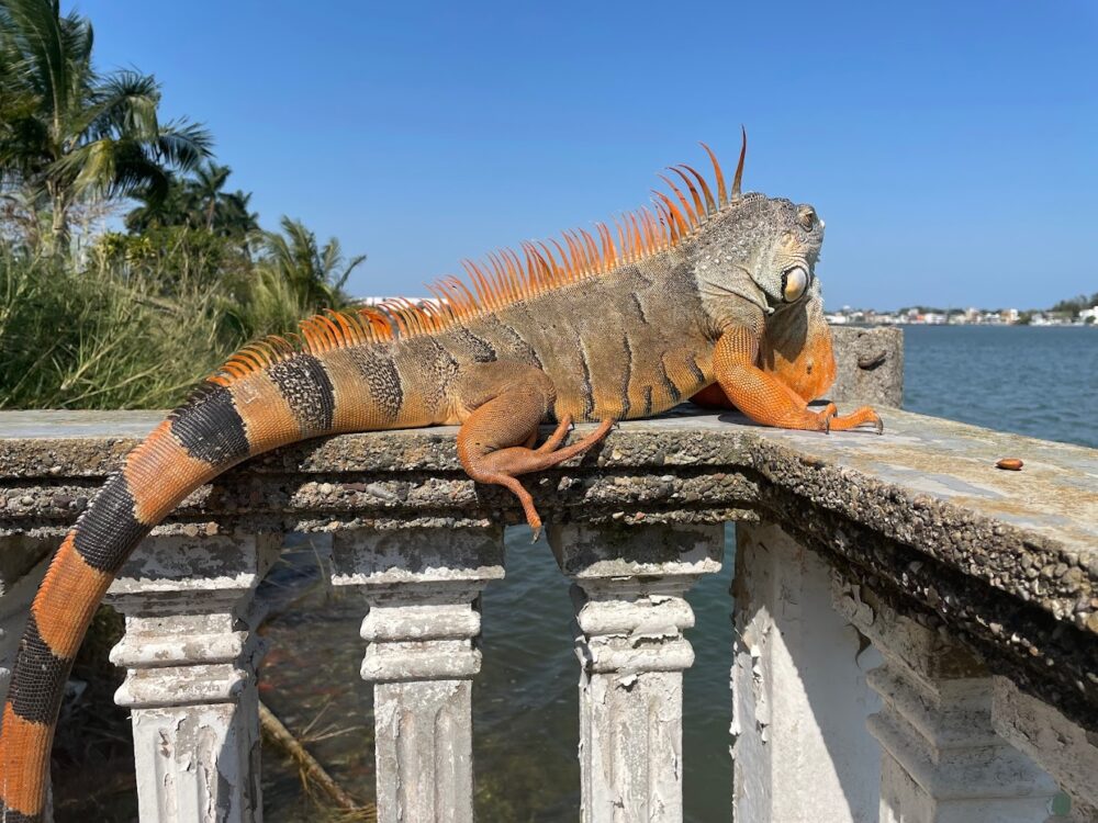 ¿Qué hacer en Tuxpan? Una vuelta por la Huasteca veracruzana ...