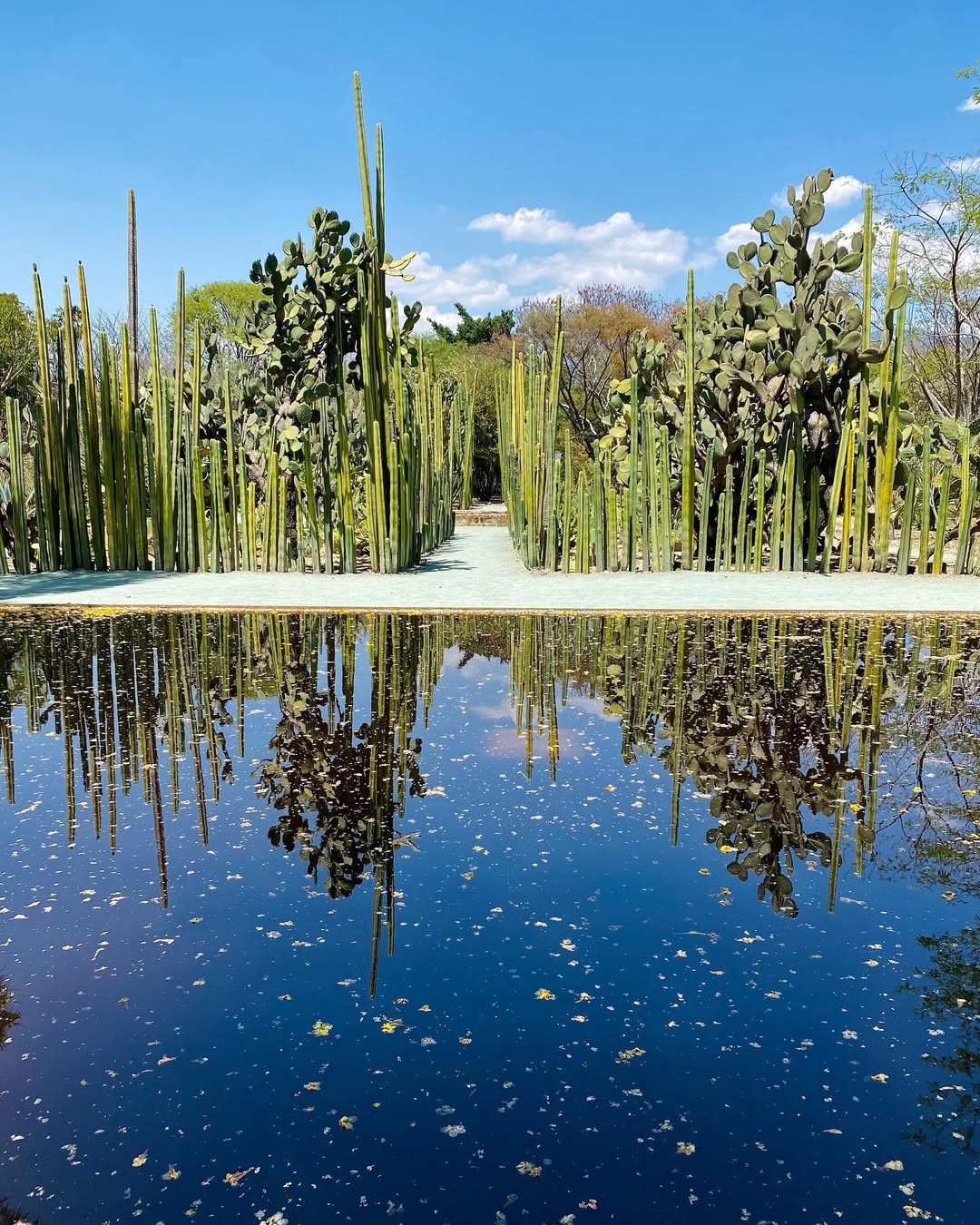 6 jardines botánicos únicos en México para una escapada verde y ...