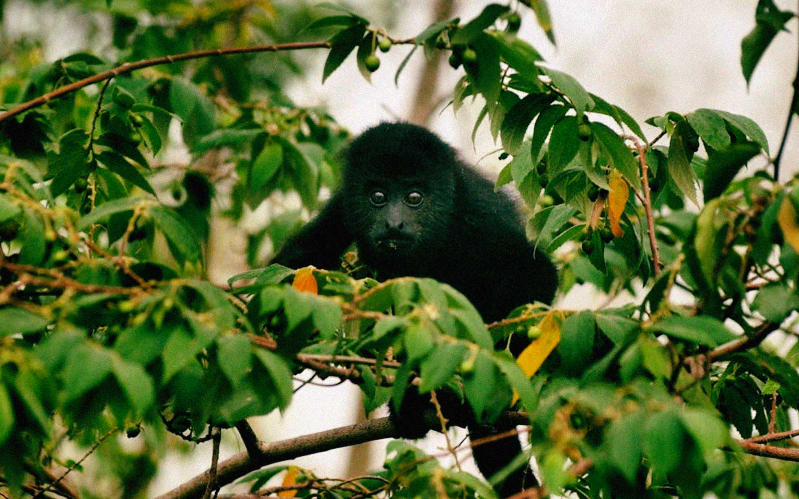 Maravillas naturales que demuestran que vale la pena visitar Palenque ...