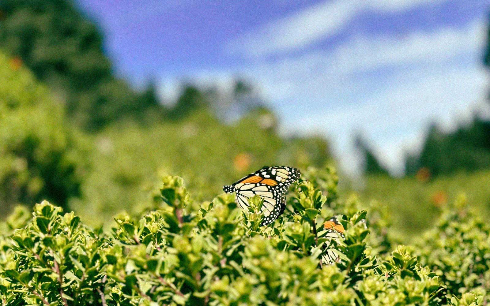Santuarios de Mariposa Monarca: un espectáculo natural en Michoacán ...